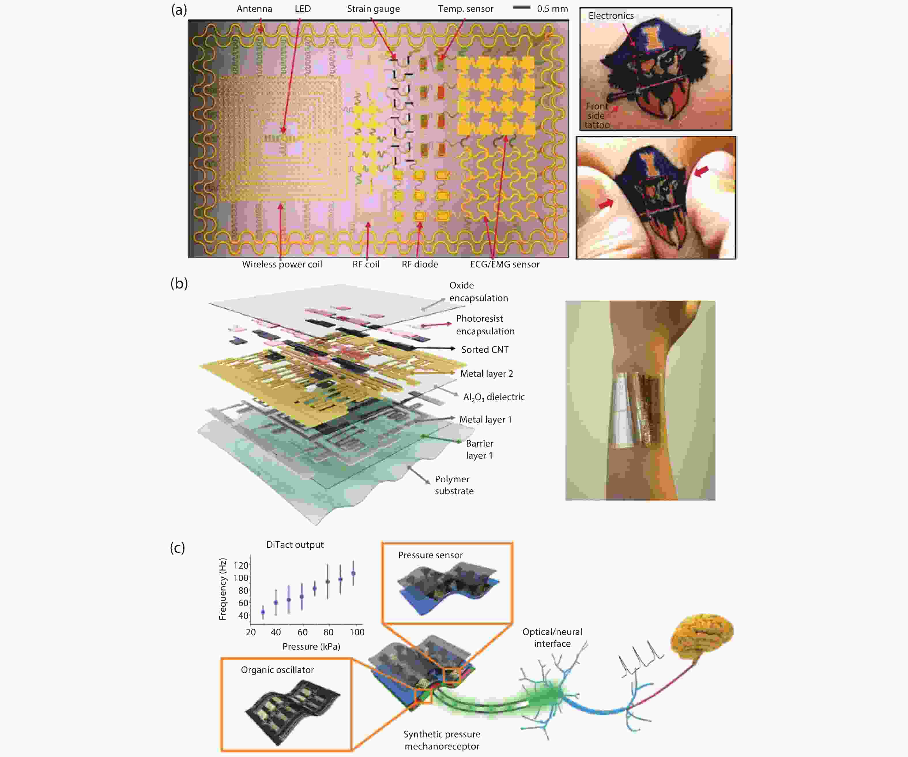 Skin Inspired Electronics Emerging Semiconductor Devices And Systems