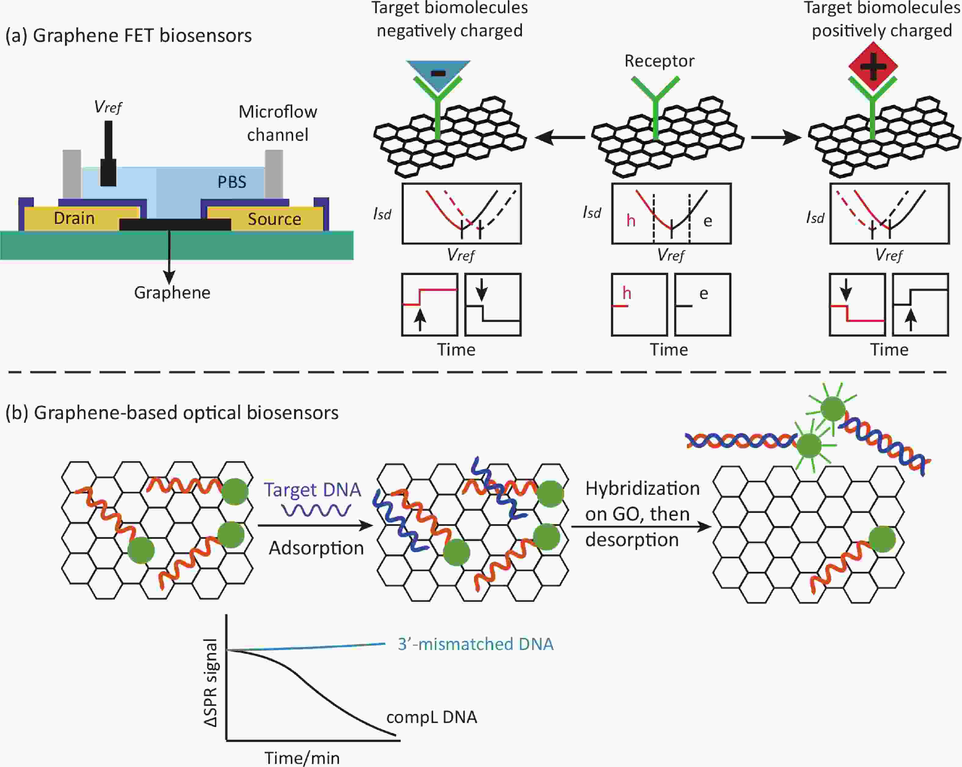 Application and prospect of semiconductor biosensors in detection of viral zoonoses