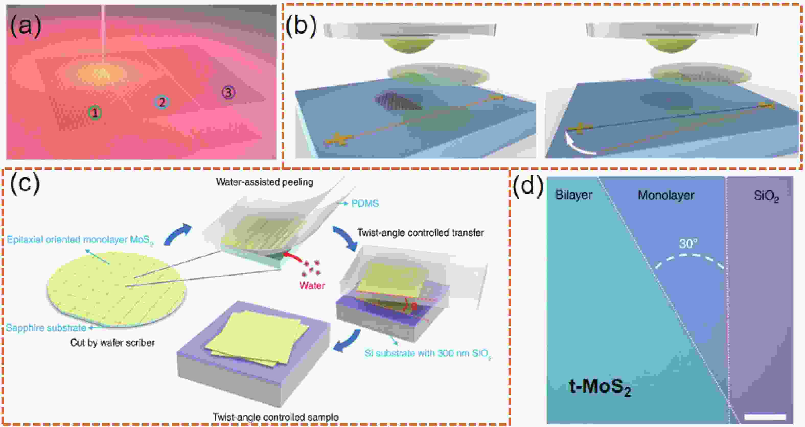 Recent progress on fabrication and flat-band physics in 2D transition ...