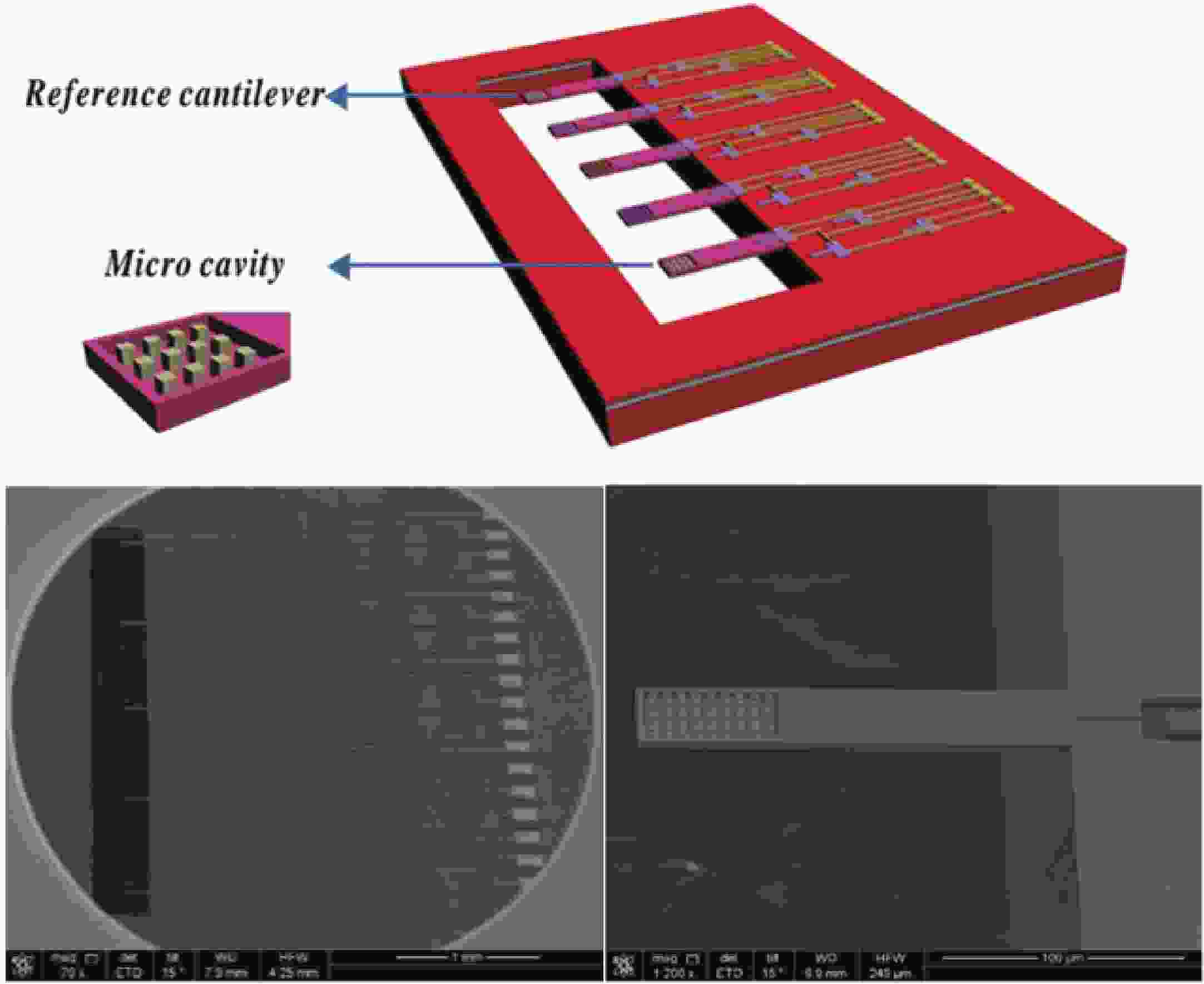 Microcantilever sensors for biochemical detection