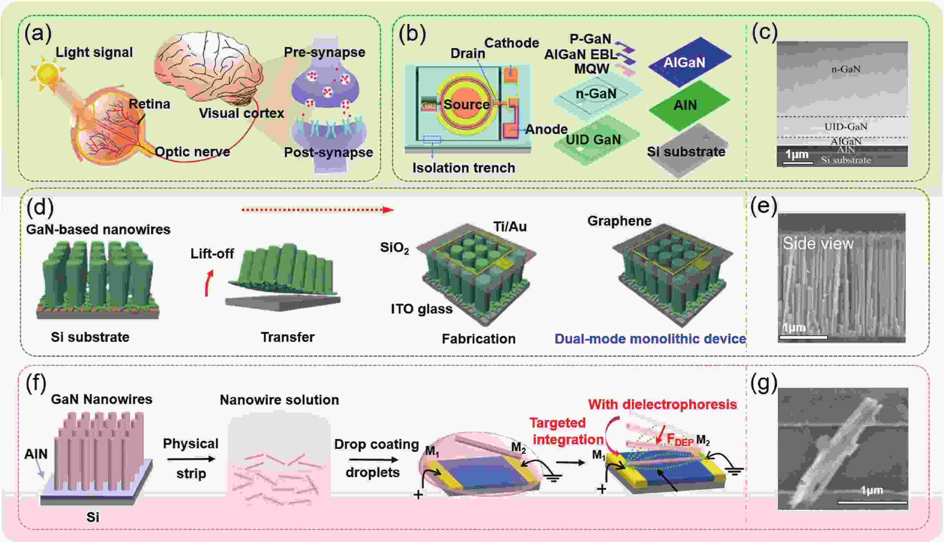 GaN-based optoelectronic synapses